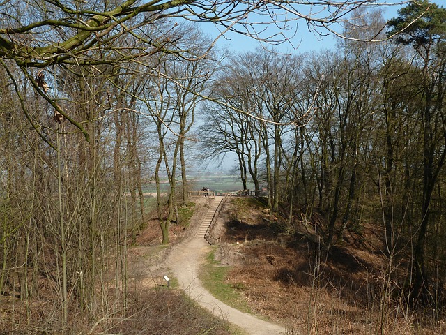 Rijk en provincies 10% meer bos in Nederland - PONT Omgeving